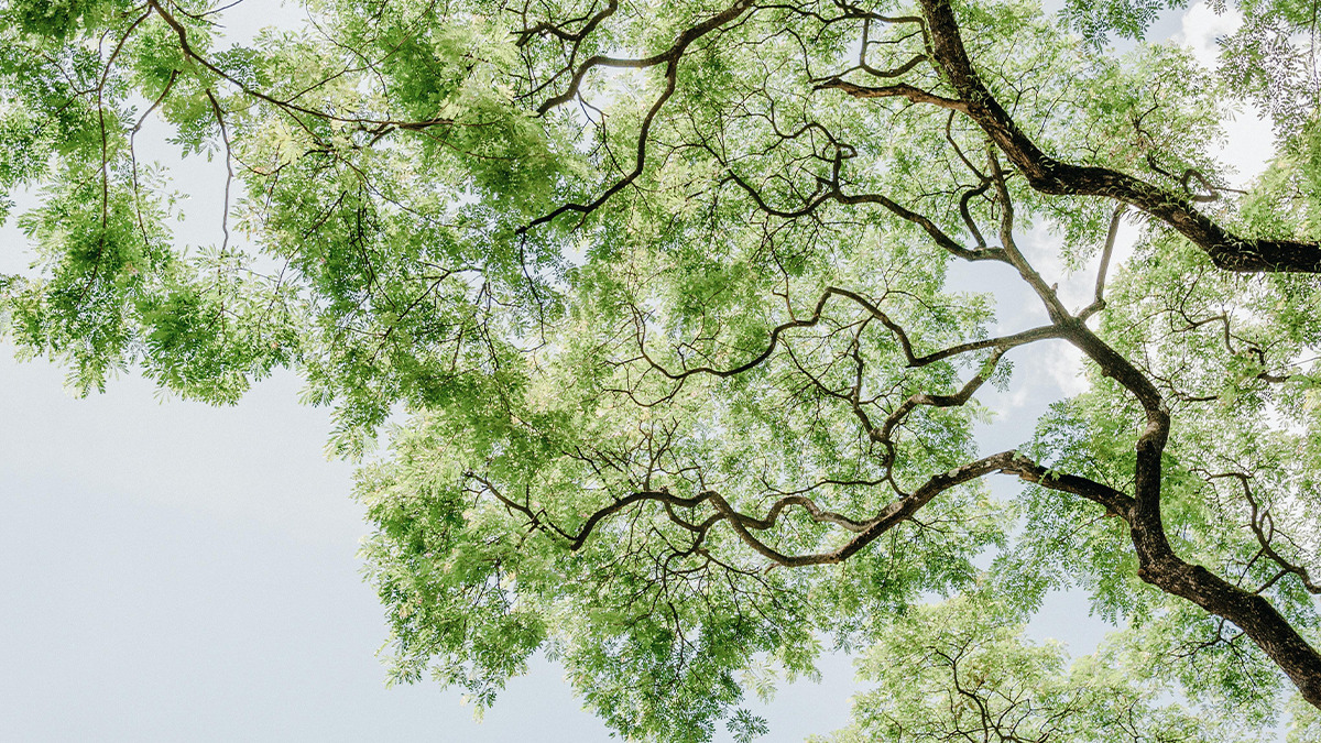 70 Romans 11 22ff Of Branches and Roots 2 2025 05 07 – Burleson Church ...